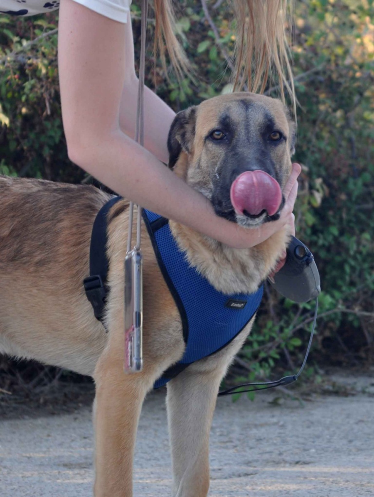 Ter adoptie Archieven - Hobodogs