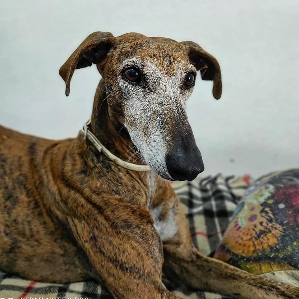 Hoe is het met Zair? - Hobodogs