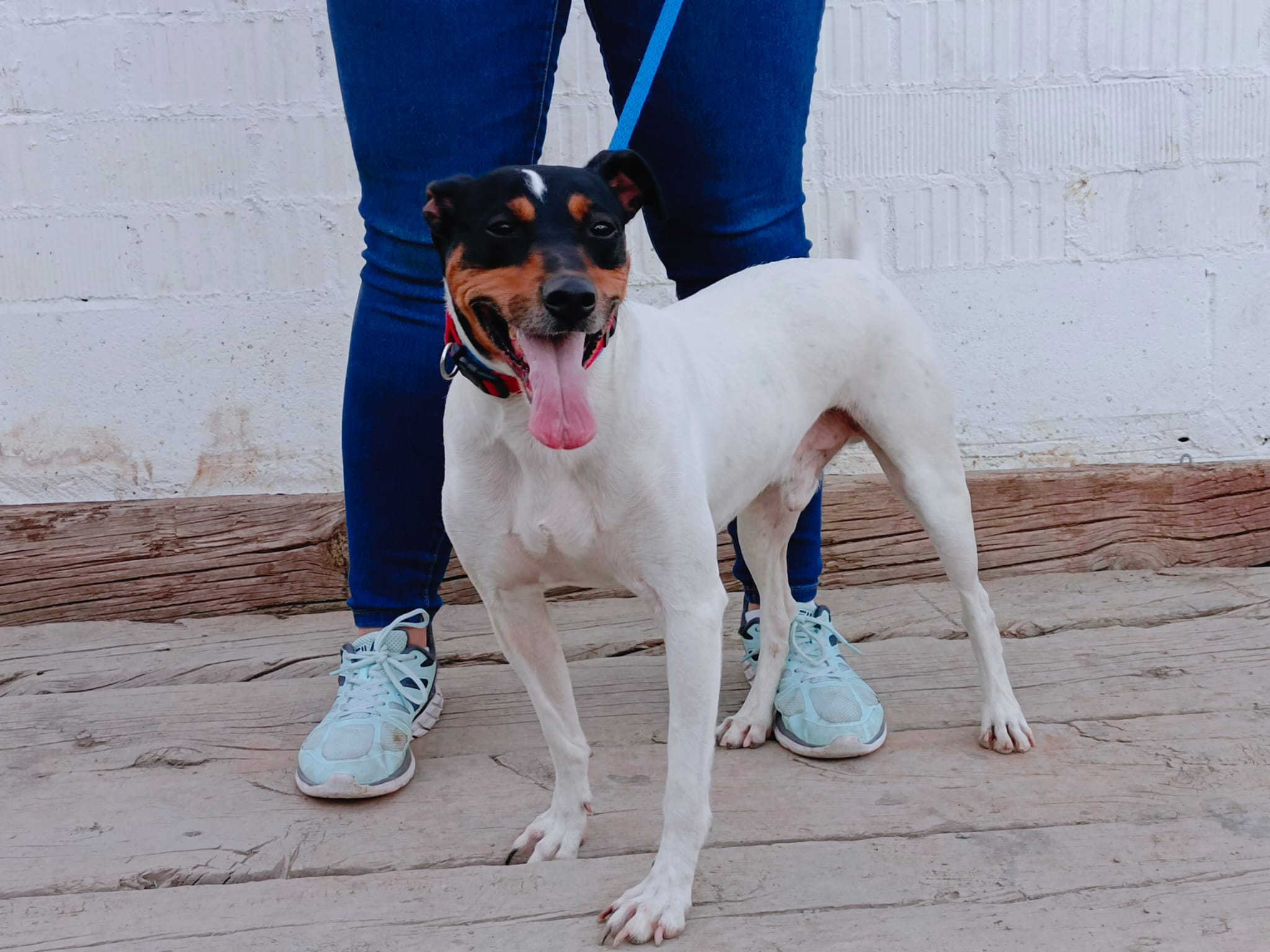 Ter adoptie Archieven - Hobodogs