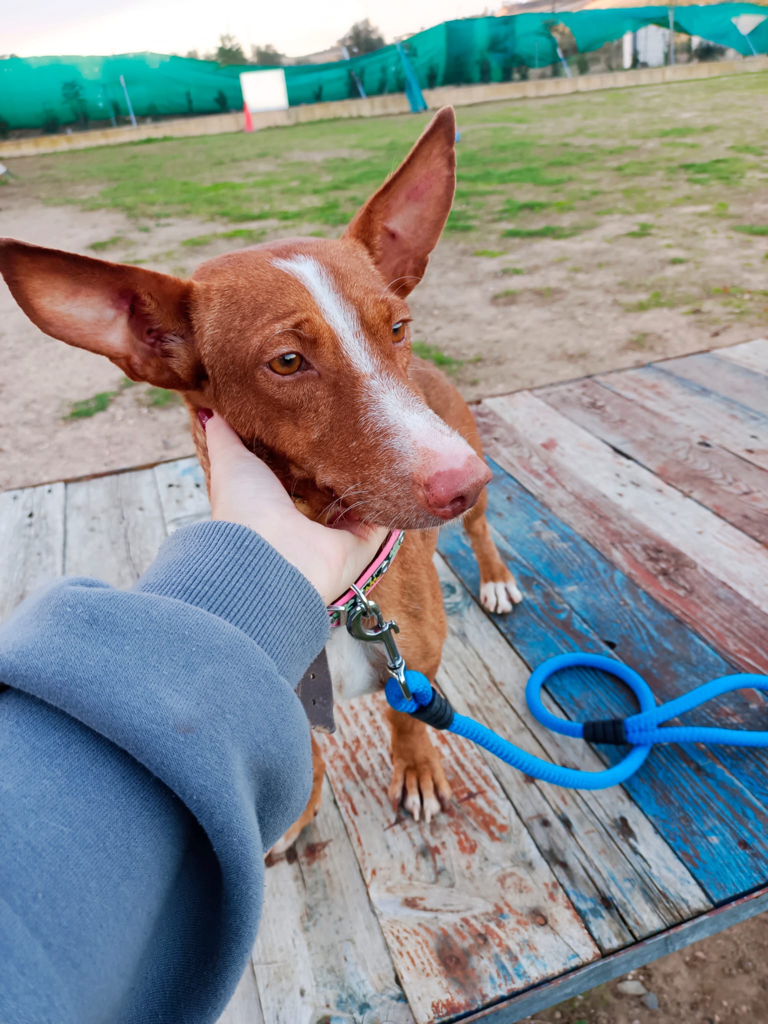 Ter adoptie Archieven - Hobodogs
