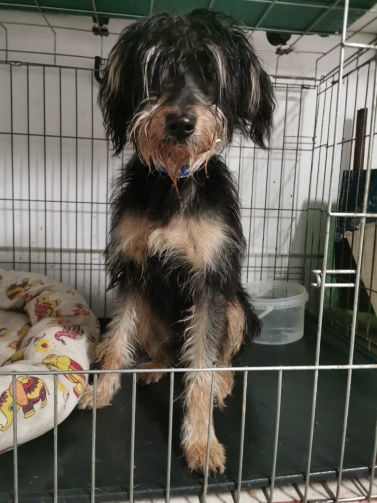 Ter adoptie Archieven - Hobodogs