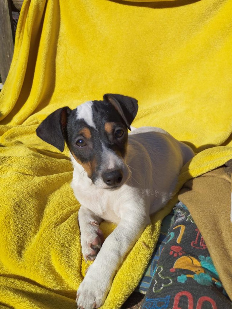 Ter adoptie Archieven - Hobodogs