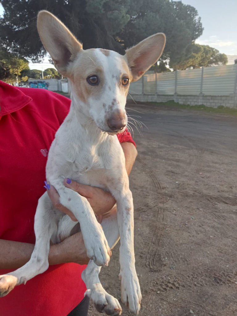 Ter adoptie Archieven - Hobodogs