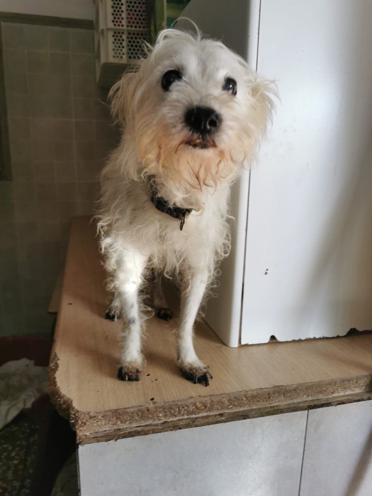 Ter adoptie Archieven - Hobodogs