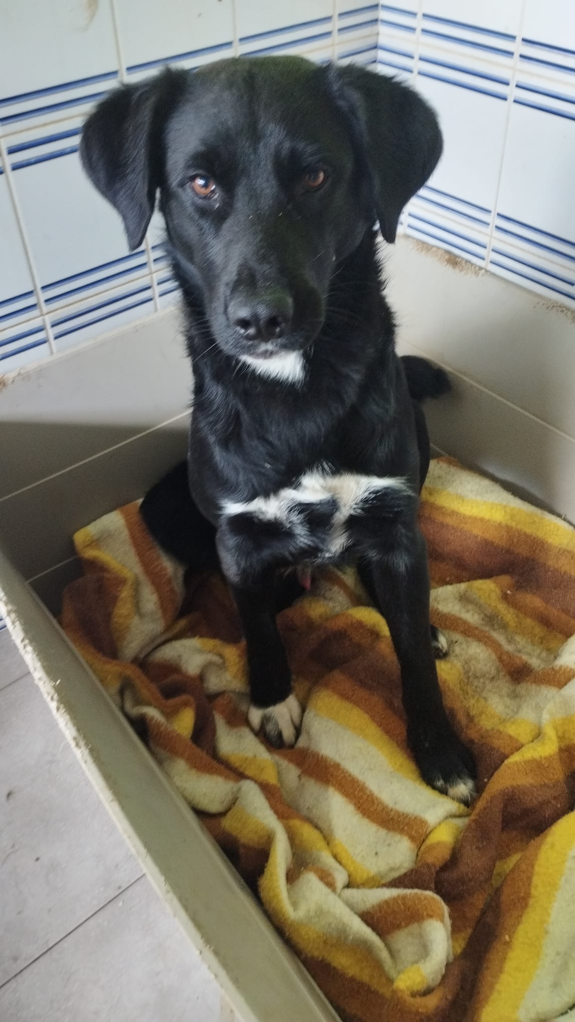 Ter adoptie Archieven - Hobodogs