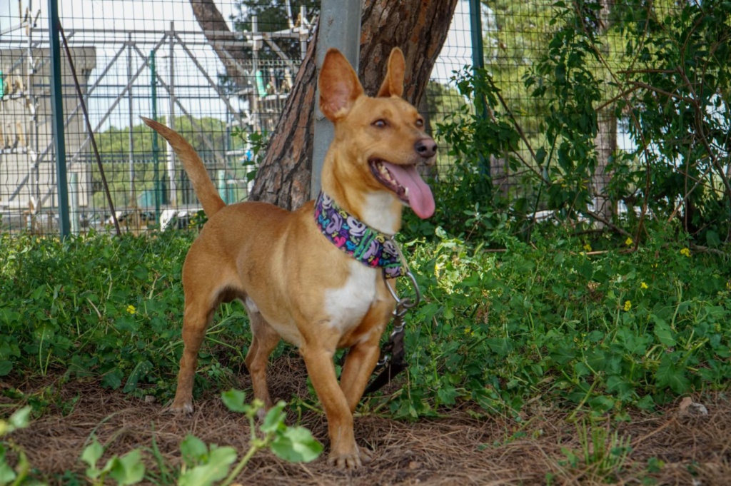 Ter adoptie Archieven - Hobodogs