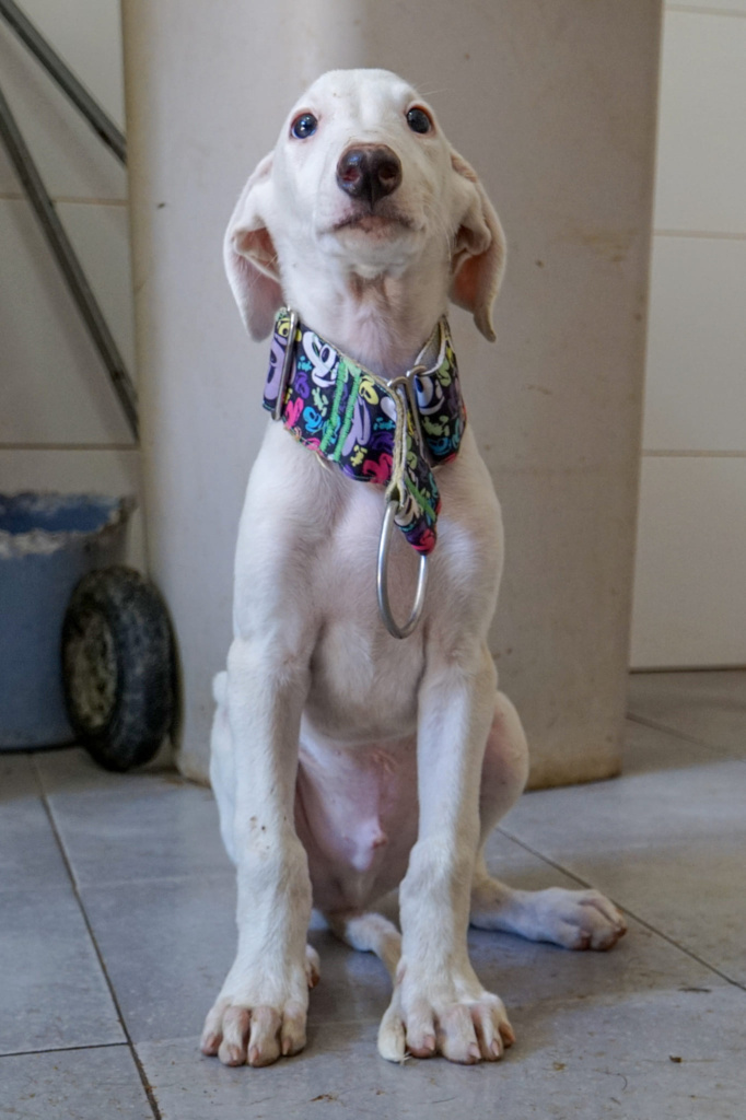 Ter adoptie Archieven - Hobodogs