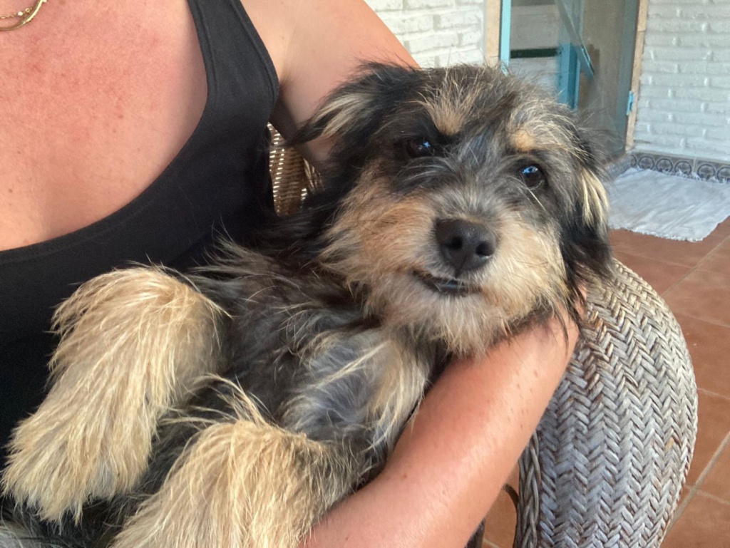 Ter adoptie Archieven - Hobodogs