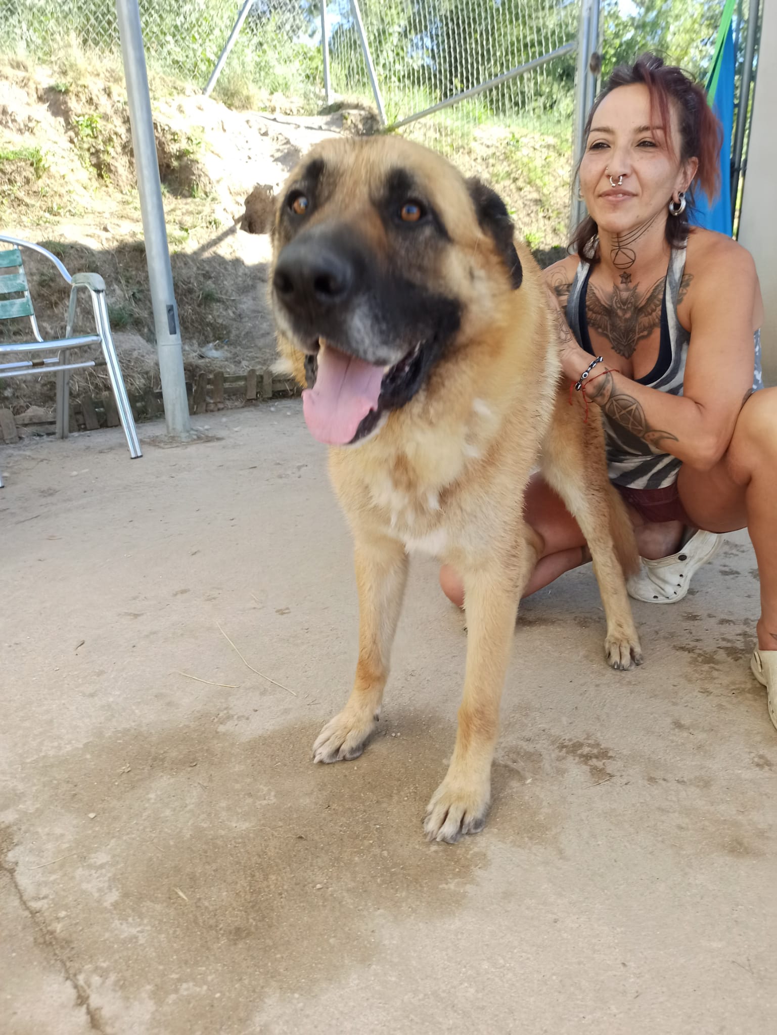 Ter adoptie Archieven - Hobodogs