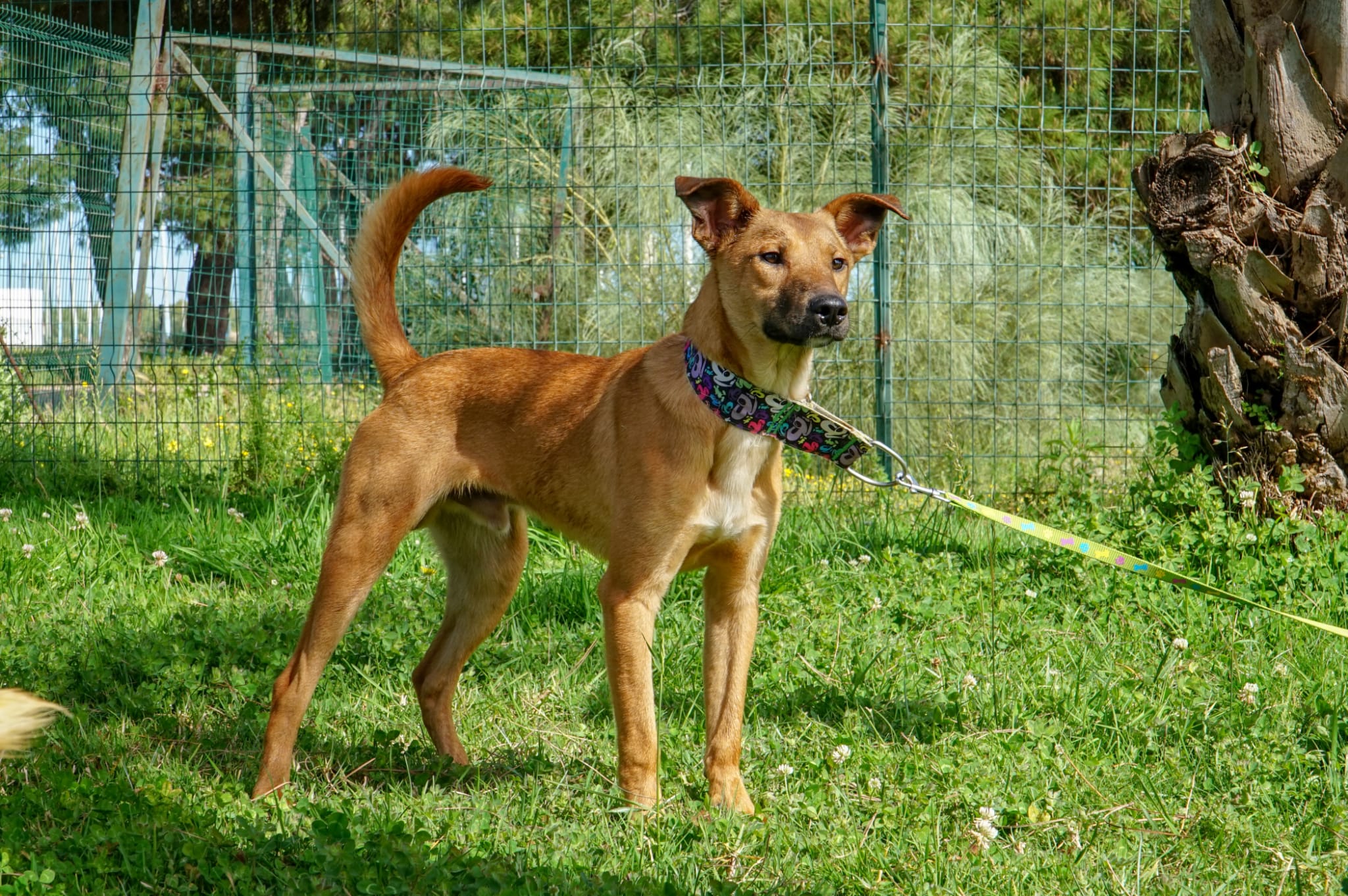 Ter adoptie Archieven - Hobodogs