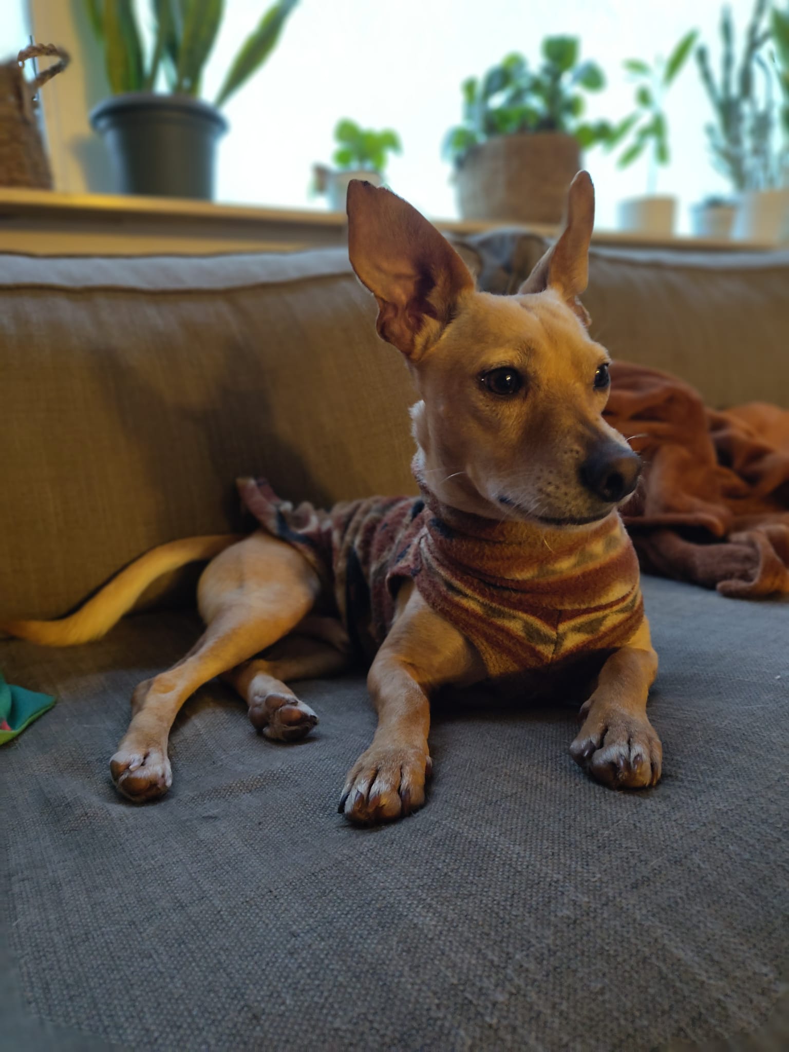 Ter adoptie Archieven - Hobodogs