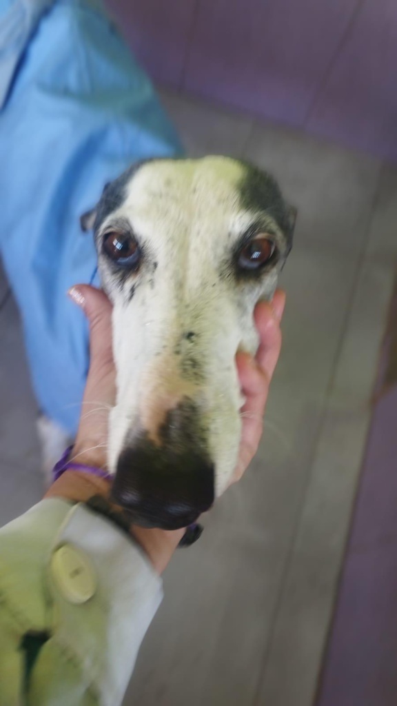 Ter adoptie Archieven - Hobodogs