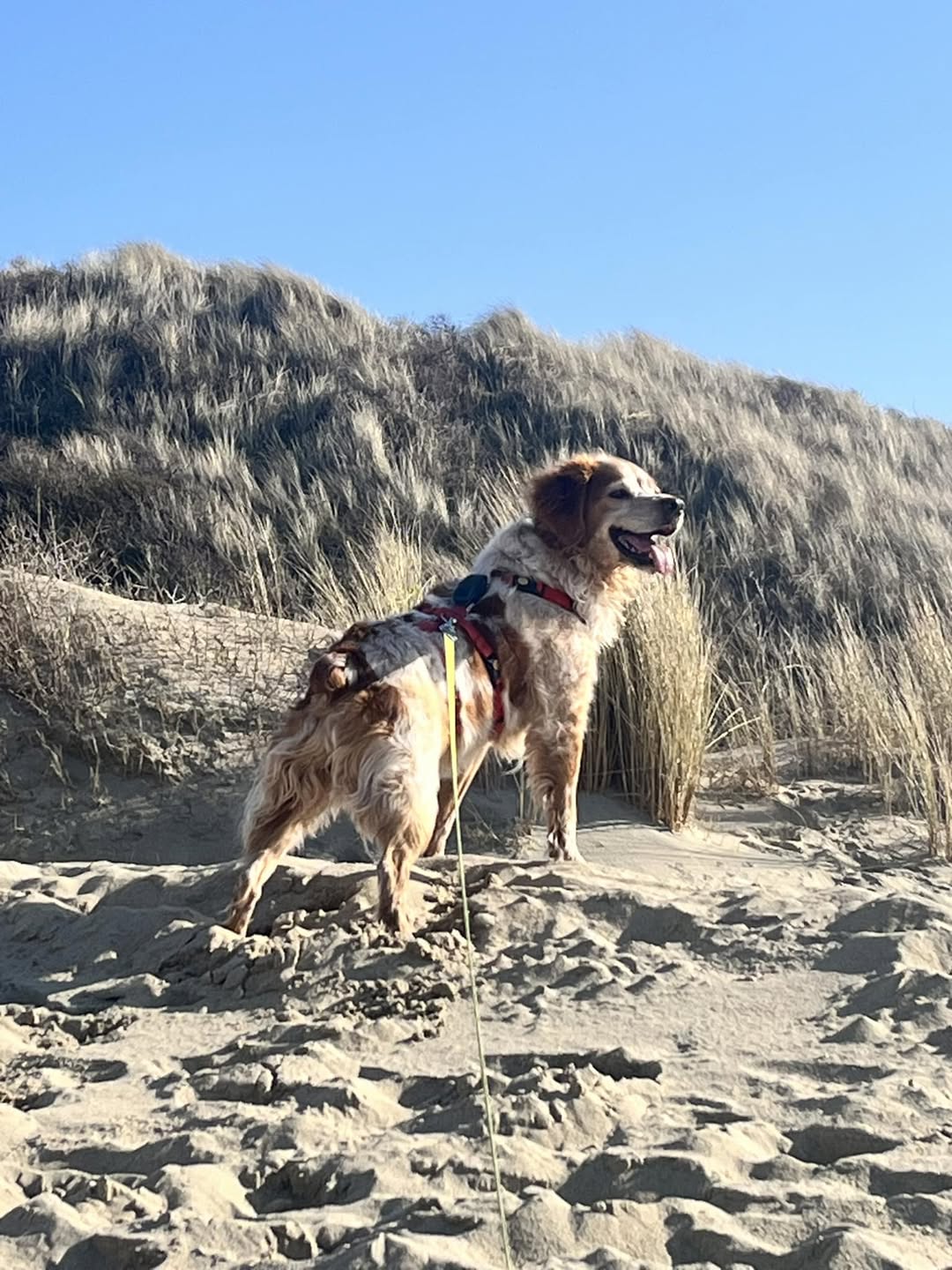 Nieuwsbrief N° 98, maart 2025 - Hobodogs