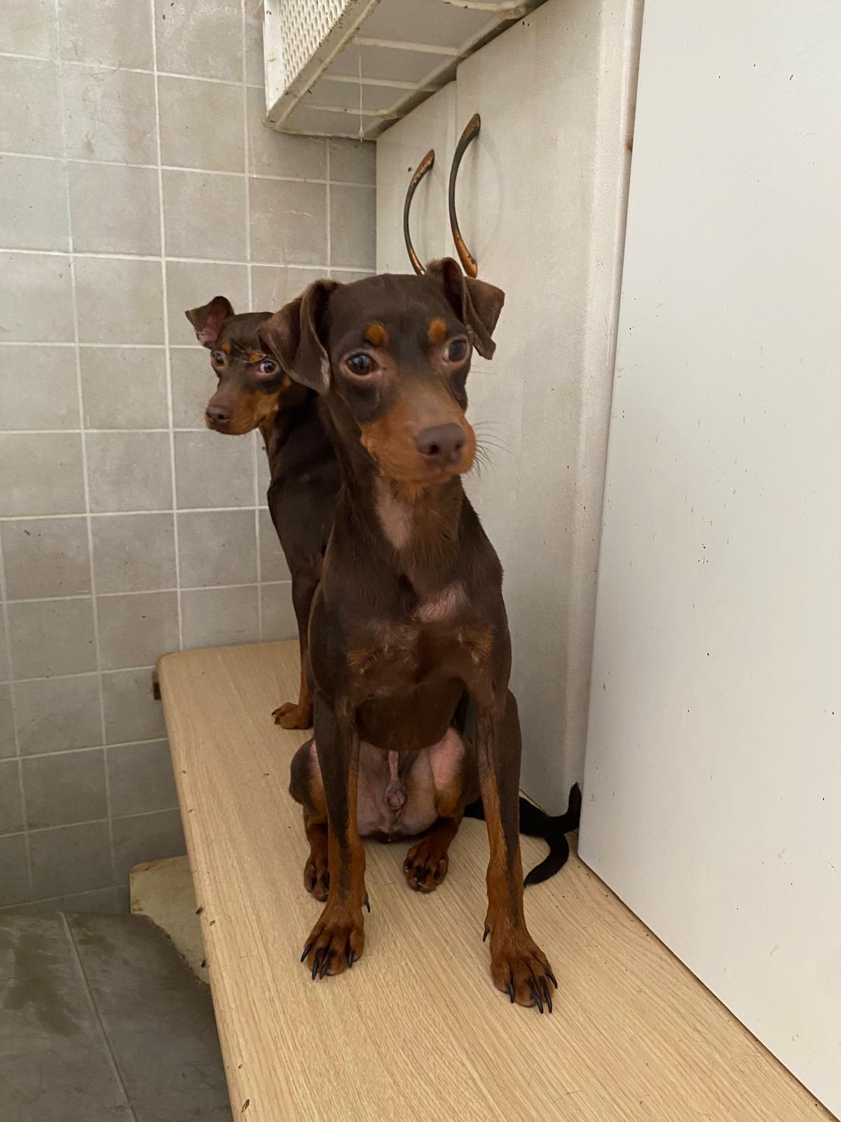 Nala en Chucky - Hobodogs