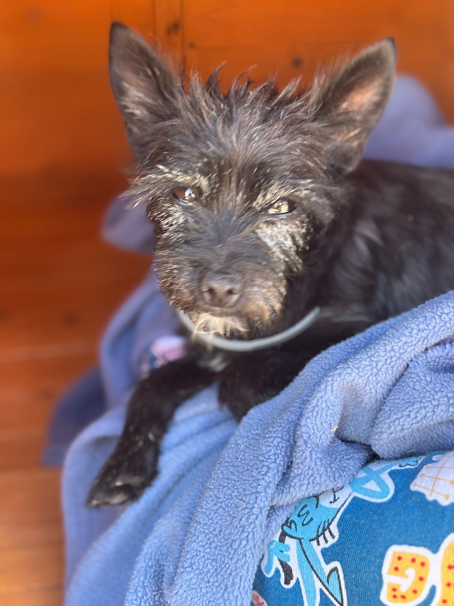 Alma en Megano - Hobodogs