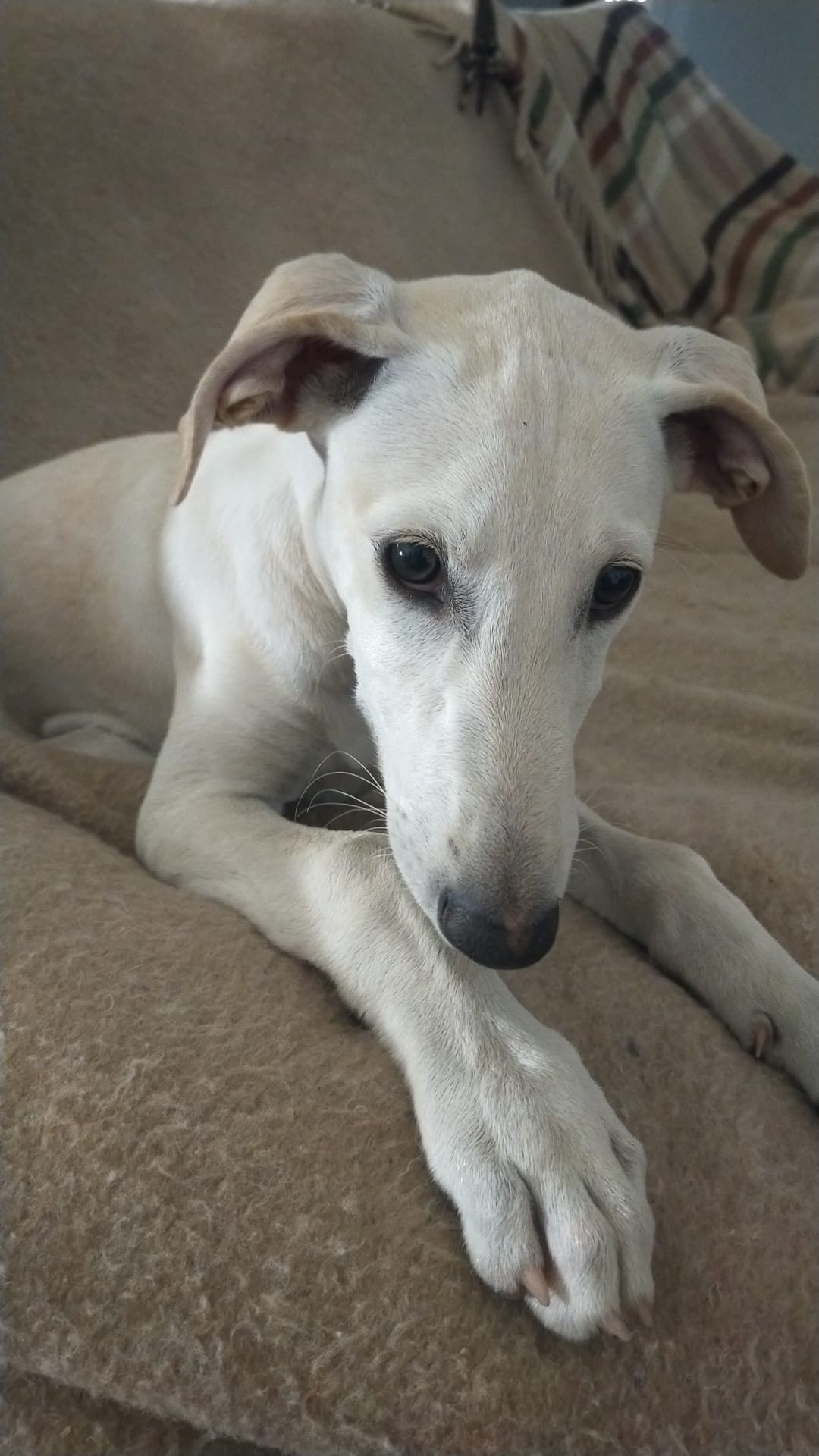 Bulma | Hobodogs